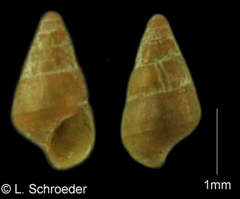 Gastropods - Rissoidae, Barleeidae, Caecidae, Vermetidae